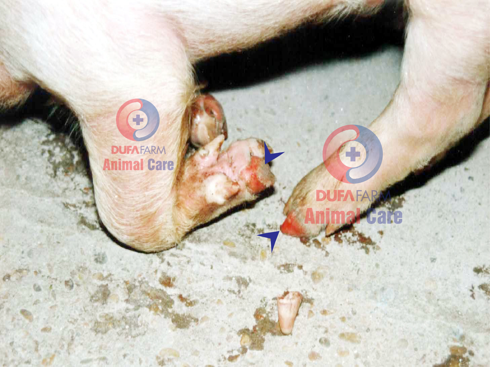 BỆNH LỞ MỒM LONG MÓNG VÀ ĐIỀU CẦN BIẾT